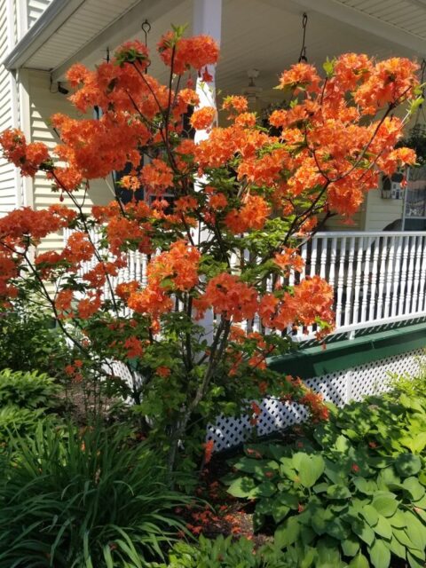 Azalea (deciduous) 'Mandarin Lights' - Kiefer Nursery: Trees, Shrubs ...