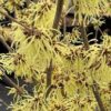 Hamamelis x intermedia 'Sunburst' - Kiefer Nursery: Trees, Shrubs ...