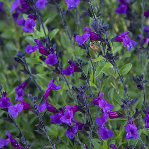 Salvia hybrida Arctic Blaze® Purple - Kiefer Nursery: Trees, Shrubs ...