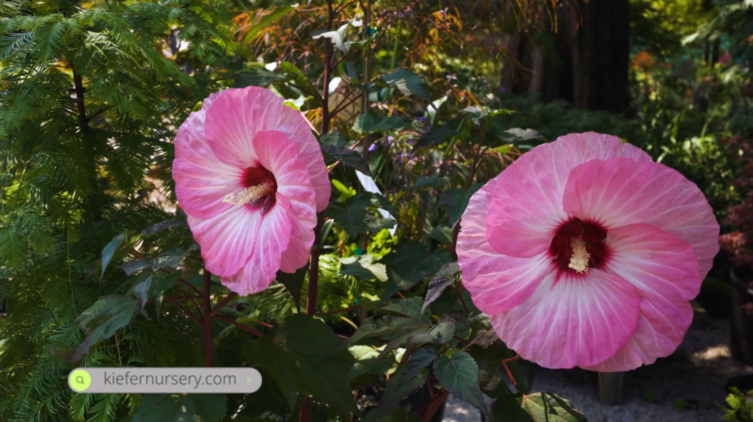 July 2025 Newsletter - Kiefer Nursery: Trees, Shrubs, Perennials