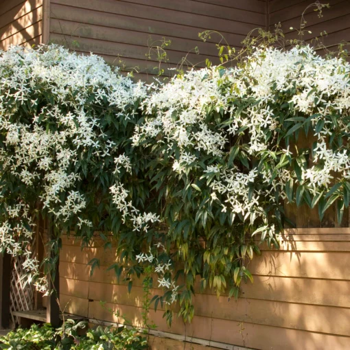 Clematis armandii 'Snowdrift' - Kiefer Nursery: Trees, Shrubs, Perennials