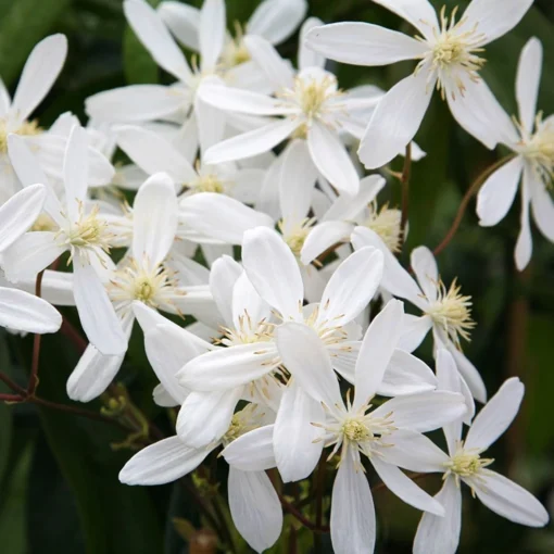 Clematis armandii 'Snowdrift' - Kiefer Nursery: Trees, Shrubs, Perennials