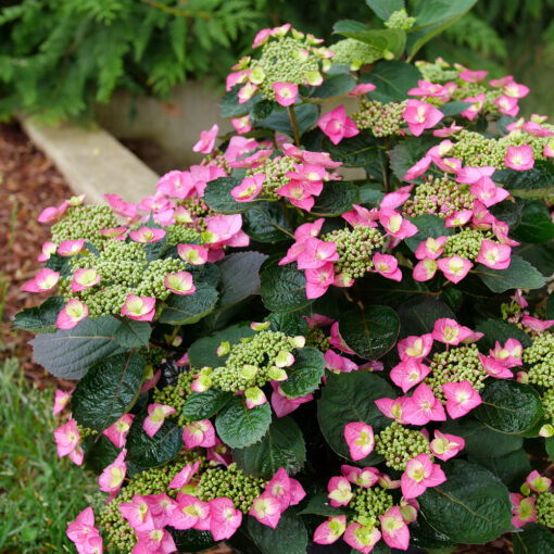 Hydrangea serrata 'SMNHSG' (Tuff Stuff Top Fun®) - Kiefer Nursery ...