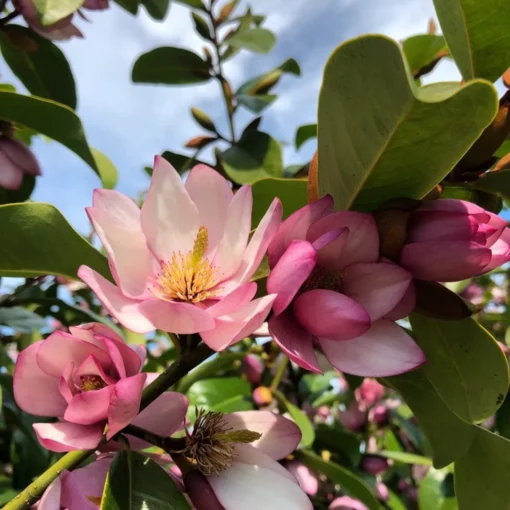 Magnolia 'Micjur01' (Fairy Magnolia® Blush) - Kiefer Nursery: Trees ...