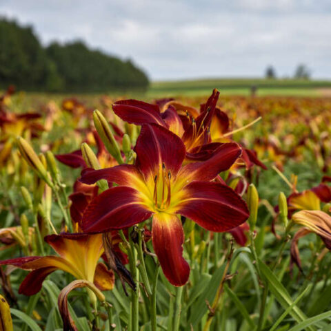 Hemerocallis 'Ruby Spider' - Kiefer Nursery: Trees, Shrubs, Perennials