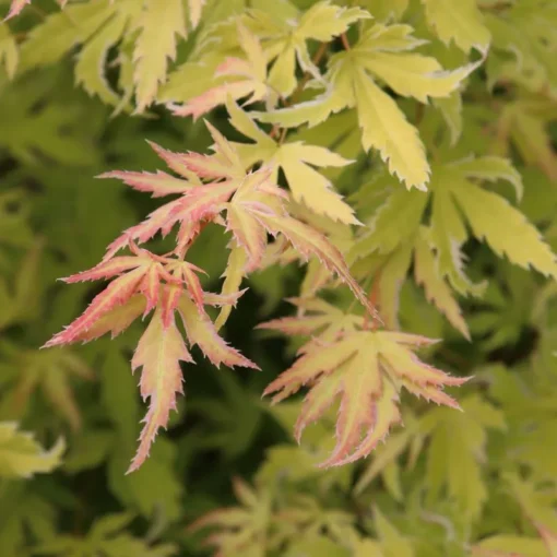 Acer palmatum Metamorphosa® - Kiefer Nursery: Trees, Shrubs, Perennials