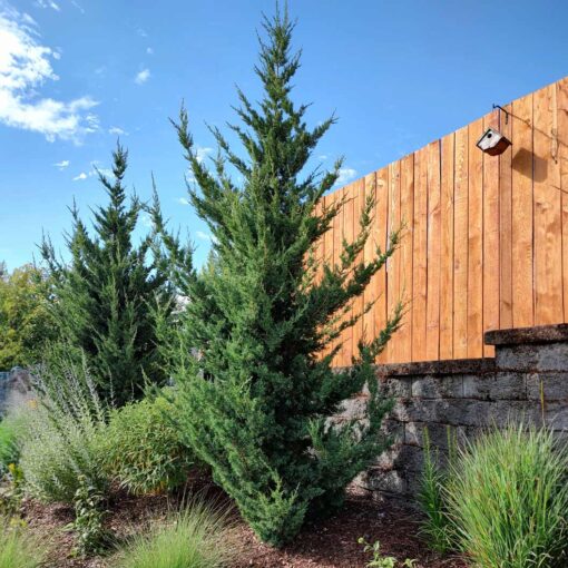 Juniperus chinensis 'Trautman' - Kiefer Nursery: Trees, Shrubs, Perennials